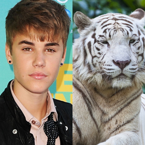 Justin Bieber Bought a Tiger?