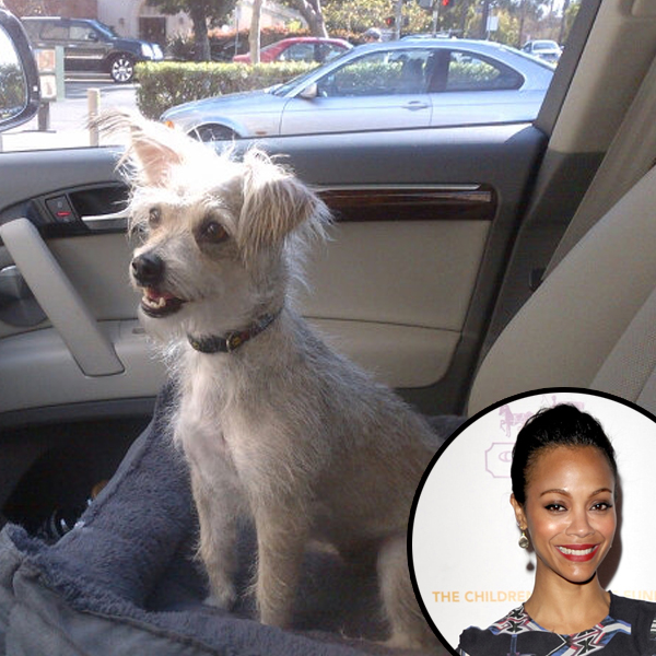 Meet Zoe Saldana's New Dog! - E! Online - CA