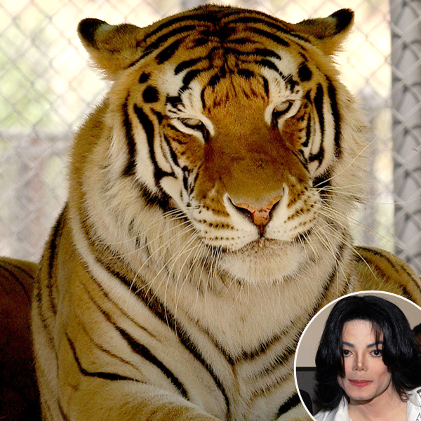 Michael Jackson's Tiger Thriller Dies of Lung Cancer - E! Online