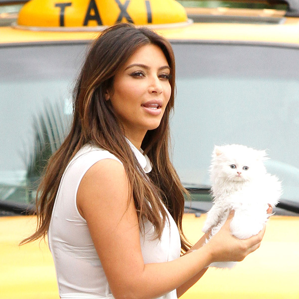 Kim Kardashian's New Kitten: Meet Mercy! - E! Online