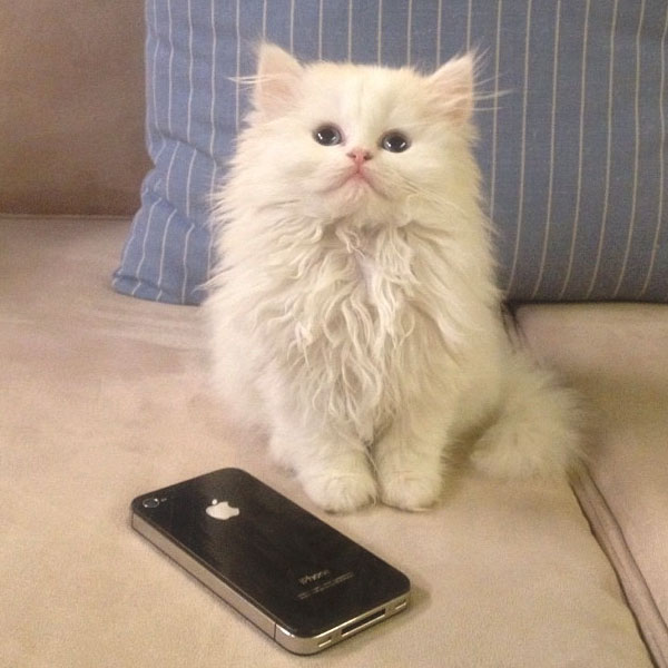 Top 10 Celebrity Pets of 2012