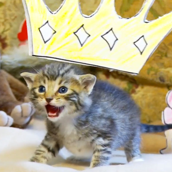 Watch: The Lion King Reenacted by Kittens