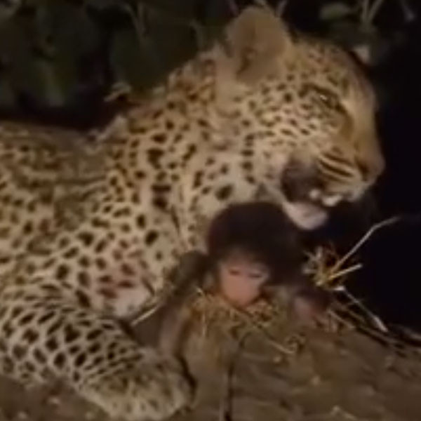 This Video of a Leopard and Baby Baboon Is Like a Sad Lion King - E ...