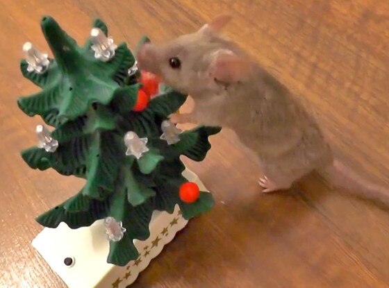Watch: Adorable Little Mice Decorate an Adorable Tiny Christmas Tree ...