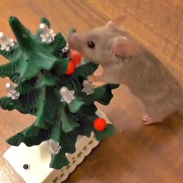 Watch: Adorable Little Mice Decorate an Adorable Tiny Christmas Tree ...