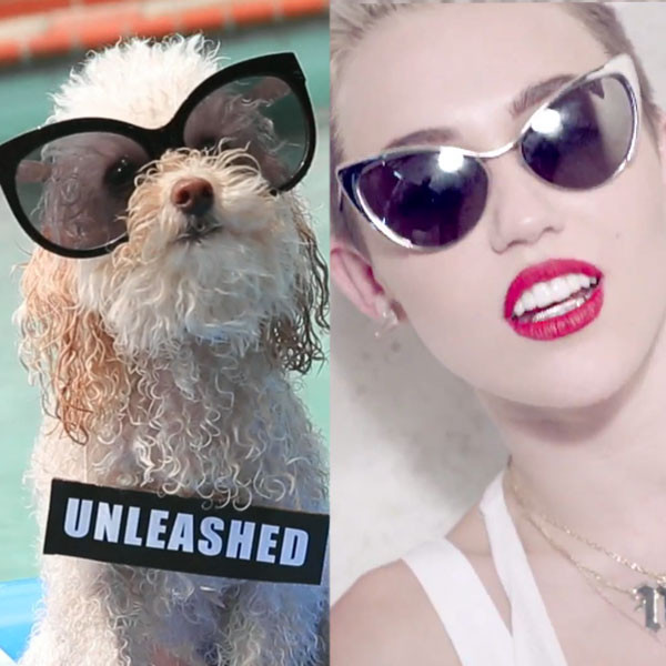 Miley Cyrus Gets Parodied by Puppies—Watch "We Can Bark" Now! - E! Online