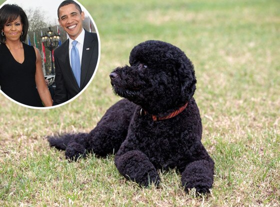 Meet Sunny, the Obamas' New Puppy! | E! News