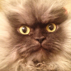 Meet Colonel Meow, the Cat Who Holds the World Record for Longest Fur ...