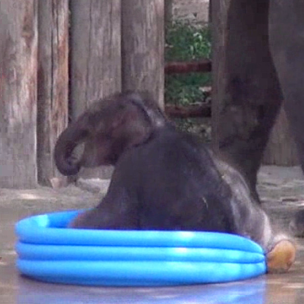 Baby Elephant Cools Down in Kiddie Pool! - E! Online