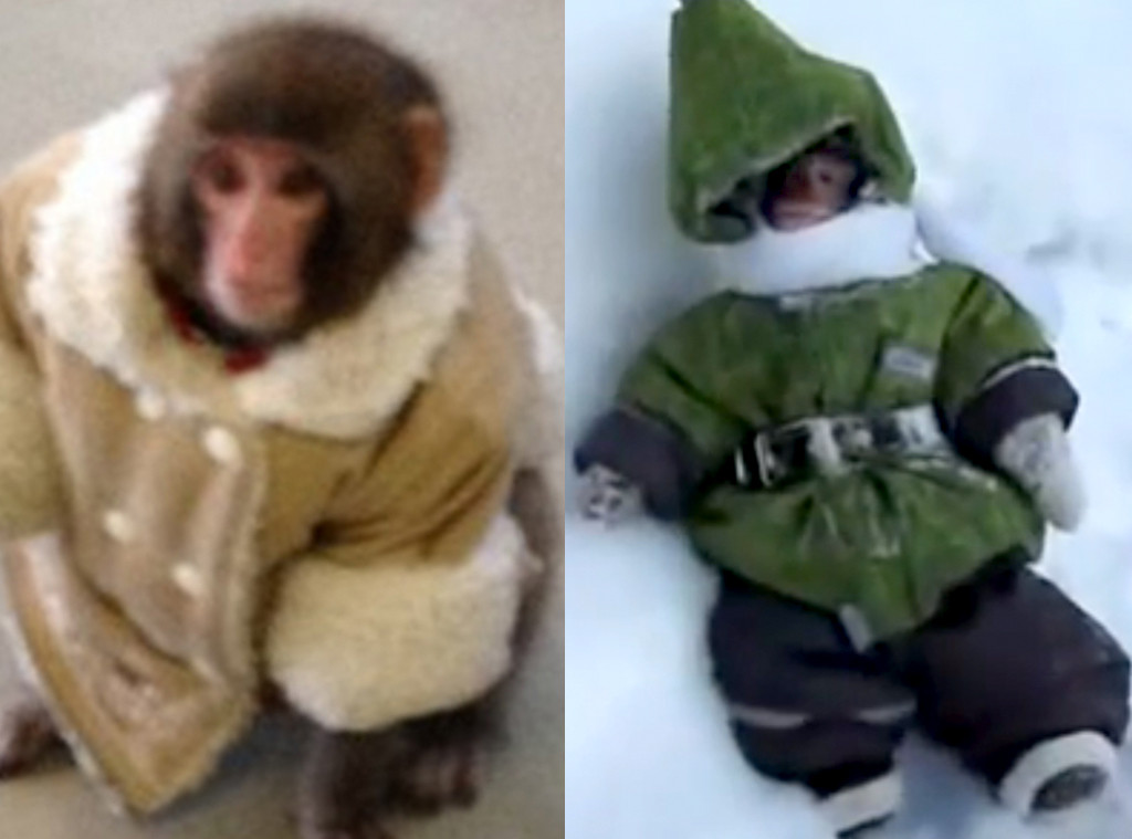 If You Loved the Ikea Monkey, Check Out This Adorably Playful Monkey ...