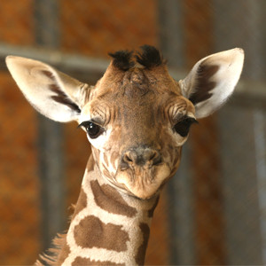 Giraffe Riddle Goes Viral on Facebook: Can You Answer It? | E! News