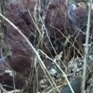 Never Before Seen Bigfoot Footage Presented as Definitive Proof That ...