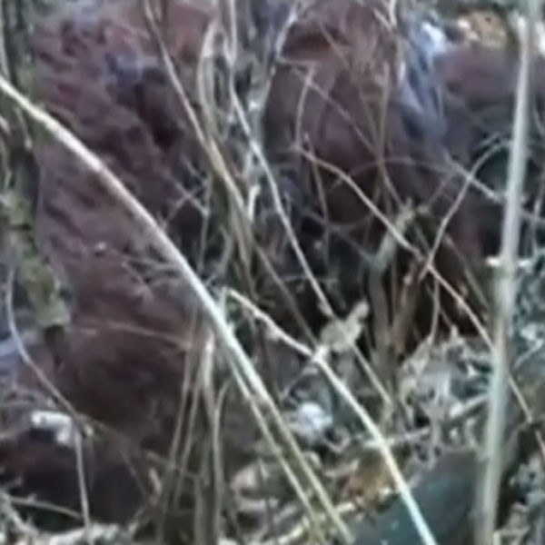 "Definitive" Footage Proves that Bigfoot Exists—Watch Now!