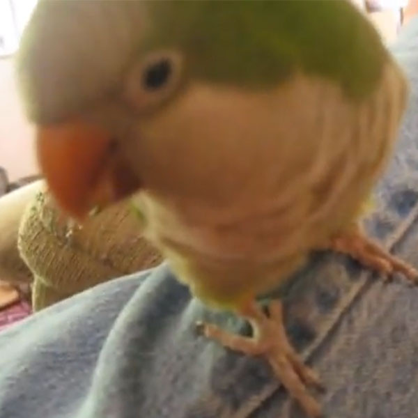 Meet the Meanest Parrot on the Internet