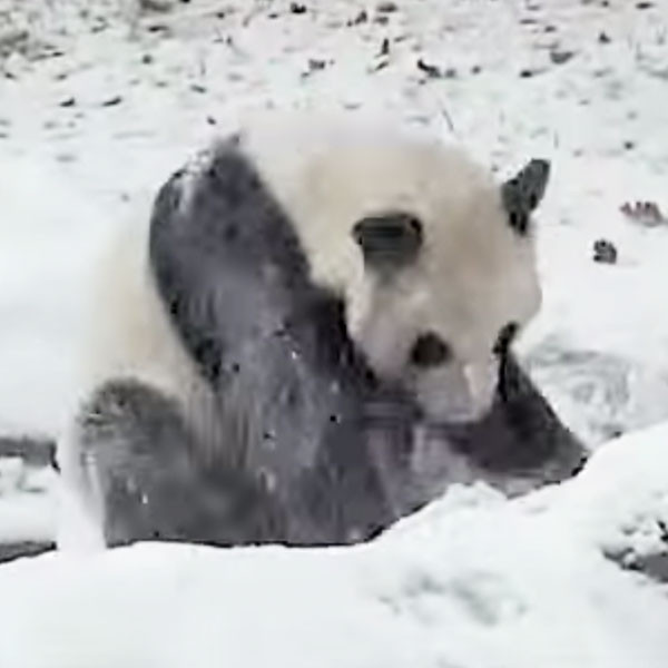 You Must Watch This Panda Play in the Snow