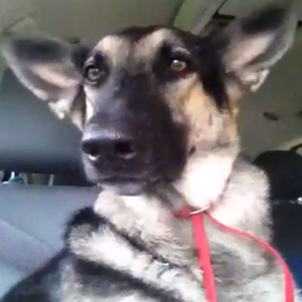 Ear-Dancing Dog Headed for Stardom? See for Yourself!