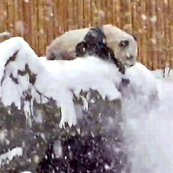 Watch This Panda Play in the Snow