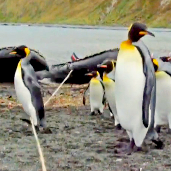 We Can't Stop Watching These Penguins Try to Step Over a Rope - E! Online