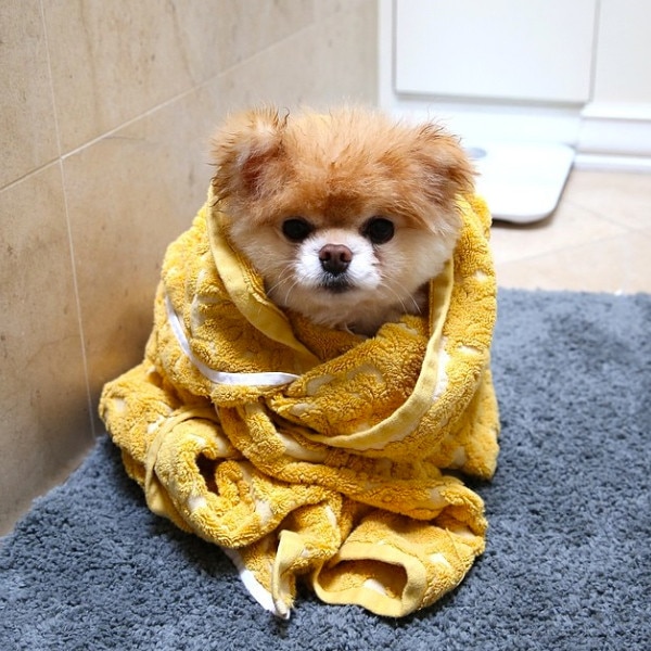 Boo from Internet's Most Famous Animals | E! News