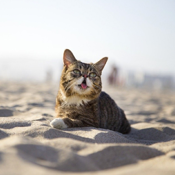 Lil BUB Announces Debut Album