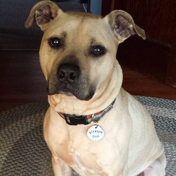 Michael Vick's Former Fight Dogs Finally Have a Happy Ending - E! Online