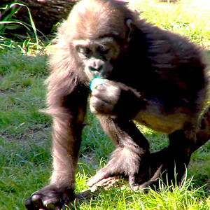 Watch This Baby Gorilla Celebrate Her First Easter Egg Hunt E News