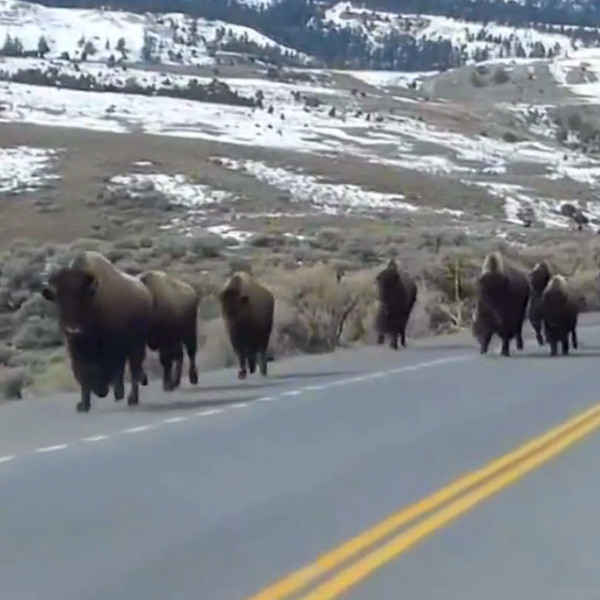 Are These Fleeing Bison Predicting a Volcano Eruption?