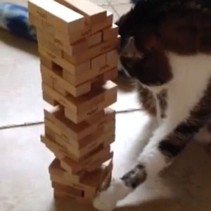 Watch This Cat Play Jenga Better Than Most Humans | E! News