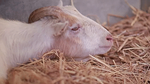 Depressed Goat Reunites With His Burro Best Friend and Instantly ...