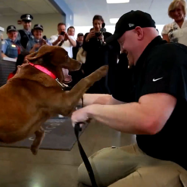 Iraq Veteran Reunited With His Bomb-Sniffing Military Dog—Watch