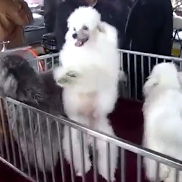 Animals Dance to "Push It"—Watch Now!