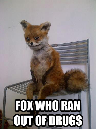 Fox Who Ran Out of Drugs from Terrible Taxidermy with Appropriate Names ...