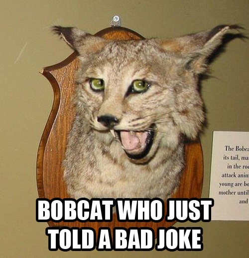 Msu Bobcat Jokes