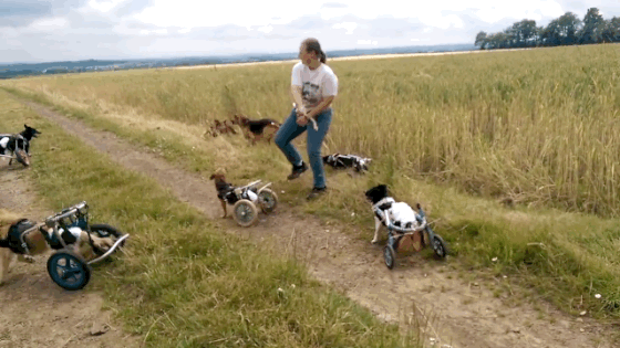 You Need to Watch These 5 Paralyzed Dogs in Wheel Carts Play Fetch | E ...