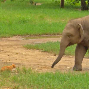 Watch This Baby Elephant Meet a Cat for the First Time | E! News