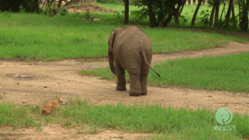 Watch This Baby Elephant Meet a Cat for the First Time | E! News