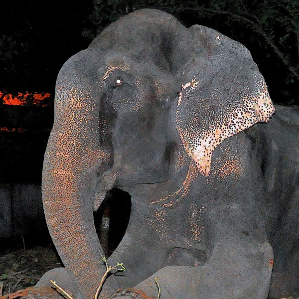 Elephant Cries Tears of Joy After Being Rescued - E! Online