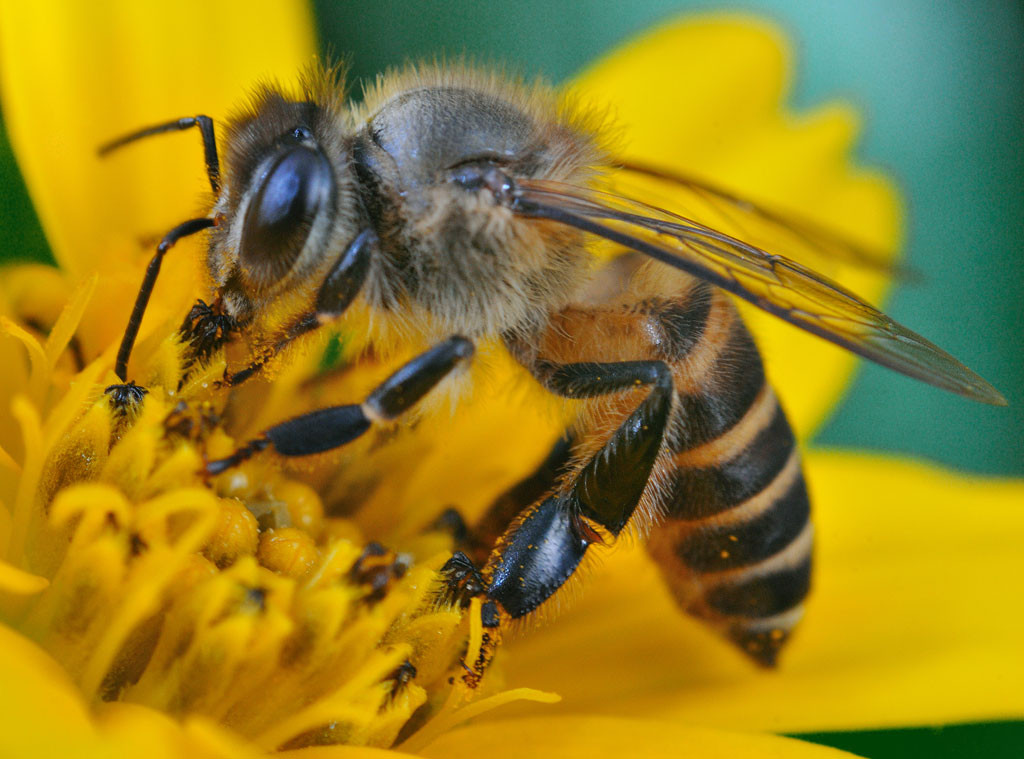Honeybees from The Weirdest Food You Can Eat in China | E! News