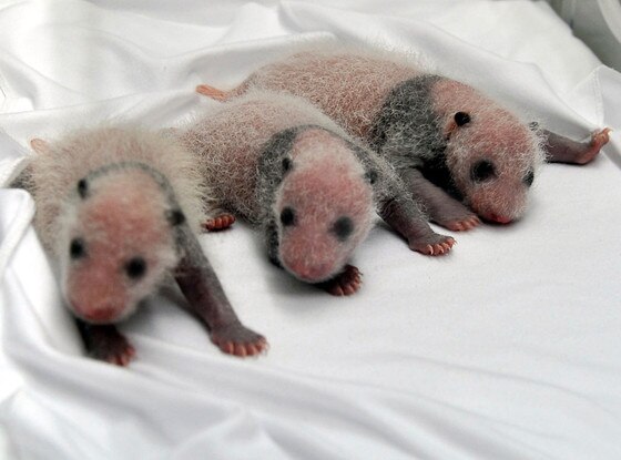 Adorable and Rare Panda Triplets Were Just Born in China, and They Are ...