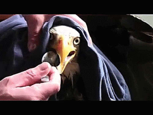 Watch the Most Incredible Animal Rescue Ever | E! News