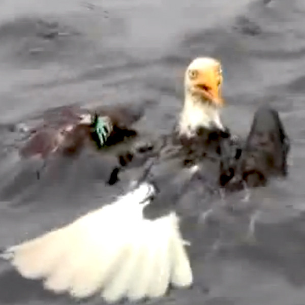 Watch the Most Incredible Animal Rescue Ever