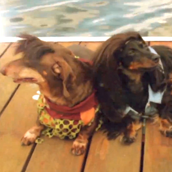 Dachshund's Creek Spoofs Dawson's Creek: Watch Now!