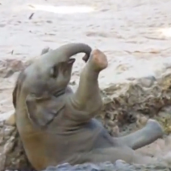 Watch a Mama Elephant Rescue Her Adorable Baby
