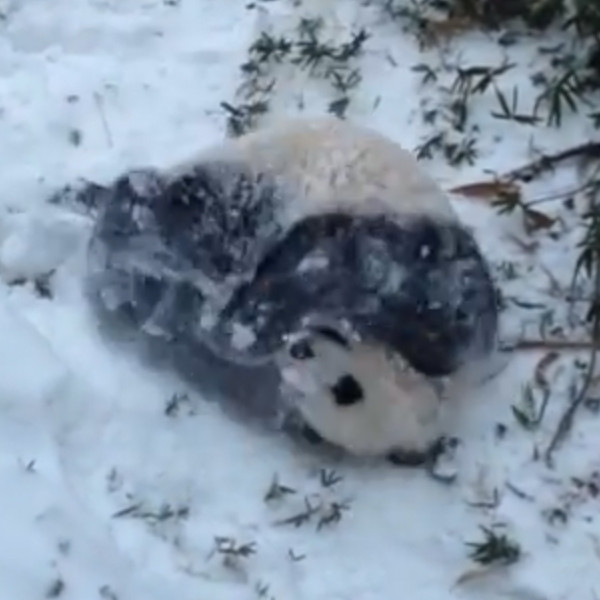 Watch Bao Bao the Panda Cub's First Snow Day!