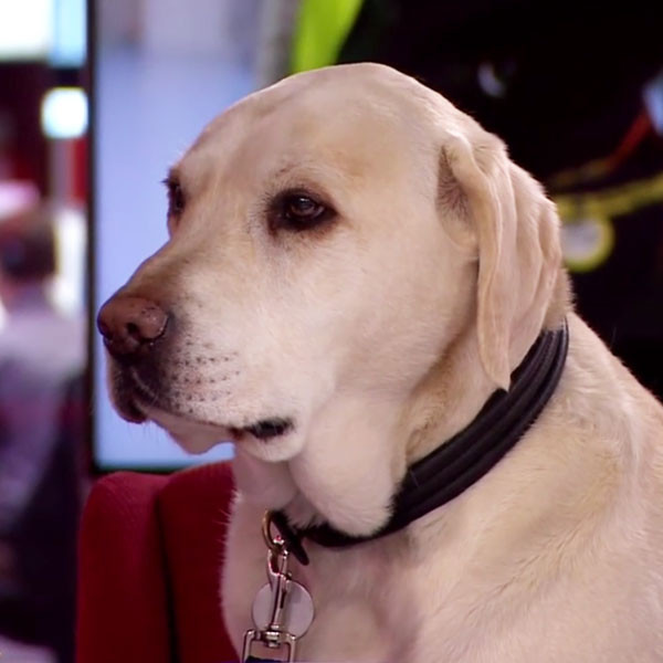 Dogs Are Taking Over BBC News
