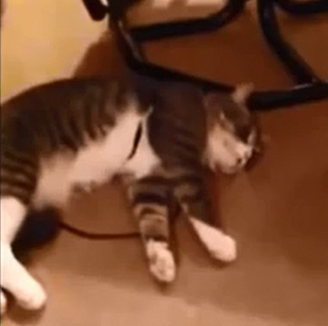 Walk Your Cat And He Will Fake His Own Death - E! Online