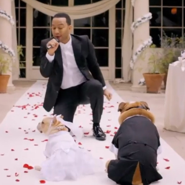 John Legend Hosted a Wedding...for His Dogs - E! Online