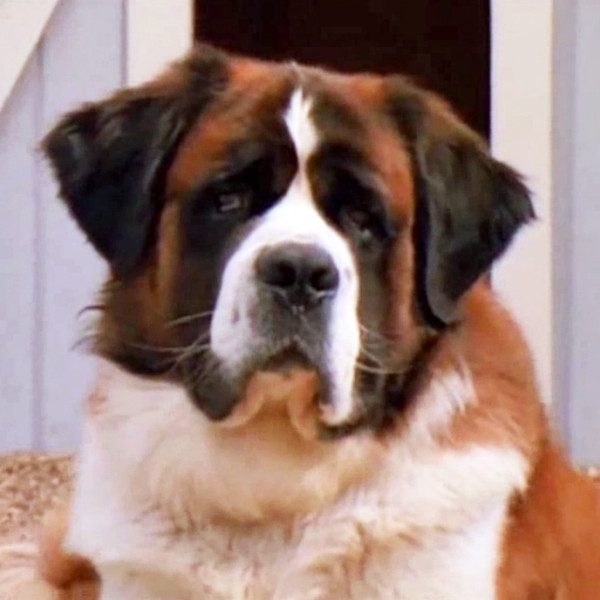 E! News' Top 9 Movie Animals Will Melt Your Heart: Watch Now! - E! Online