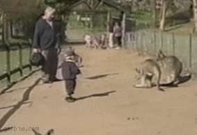 Animals Hitting Humans from Enjoy A Bunch Of Gifs of Animals Hitting ...