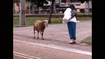 Animals Hitting Humans from Enjoy A Bunch Of Gifs of Animals Hitting ...